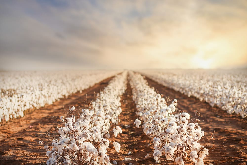 A History Of Cotton In Australia Entegra Signature Structures a-history-of-cotton-in-australia-entegra-signature-structures