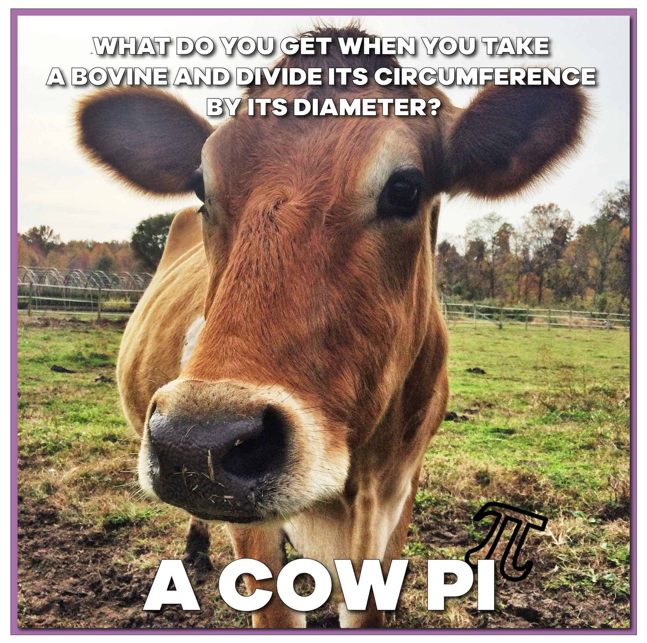 Cow Meme